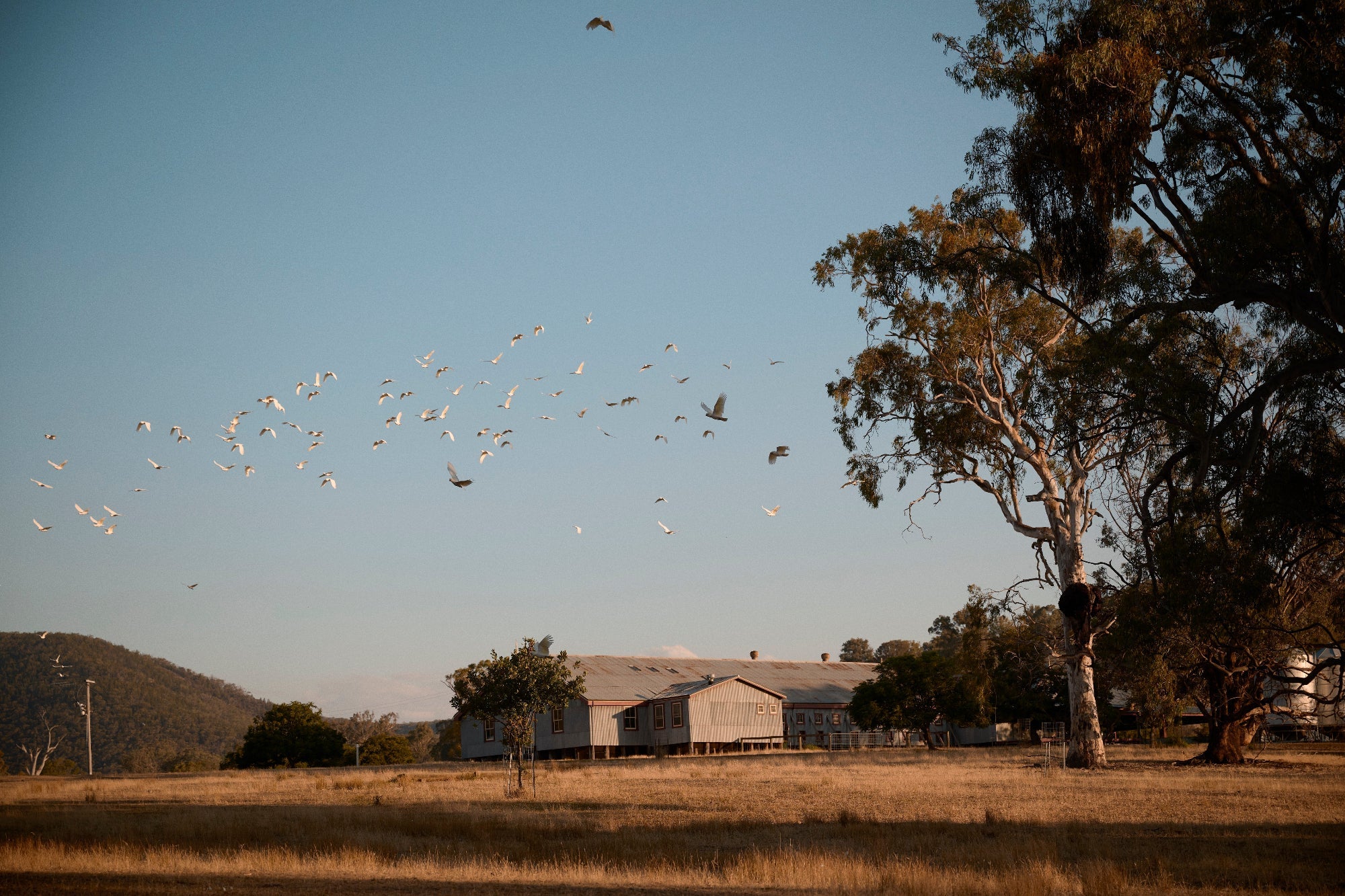 Woomargama Station – RB Sellars